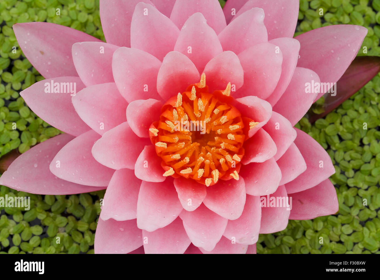 Pink Water Lily Stock Photo - Alamy