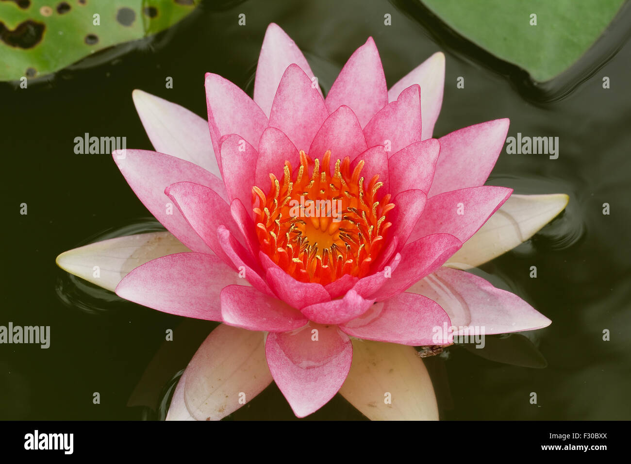 Pink Water Lily Stock Photo - Alamy