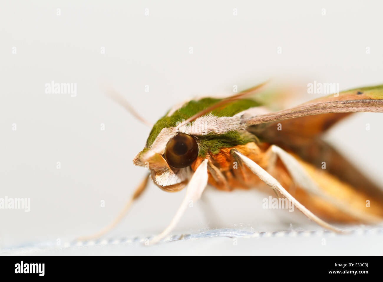 Moth in the nature Stock Photo - Alamy