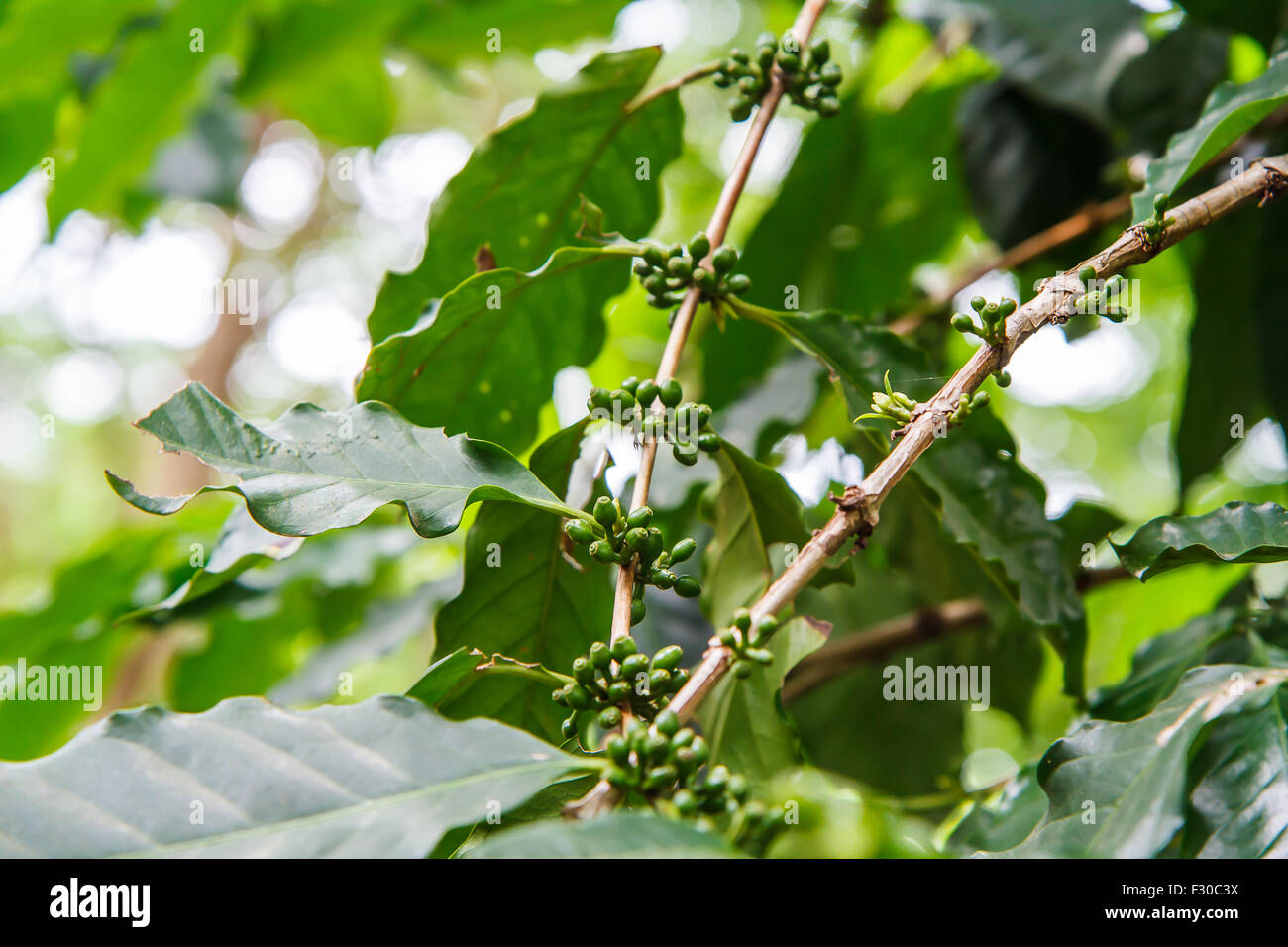 Coffee trees hi-res stock photography and images - Alamy