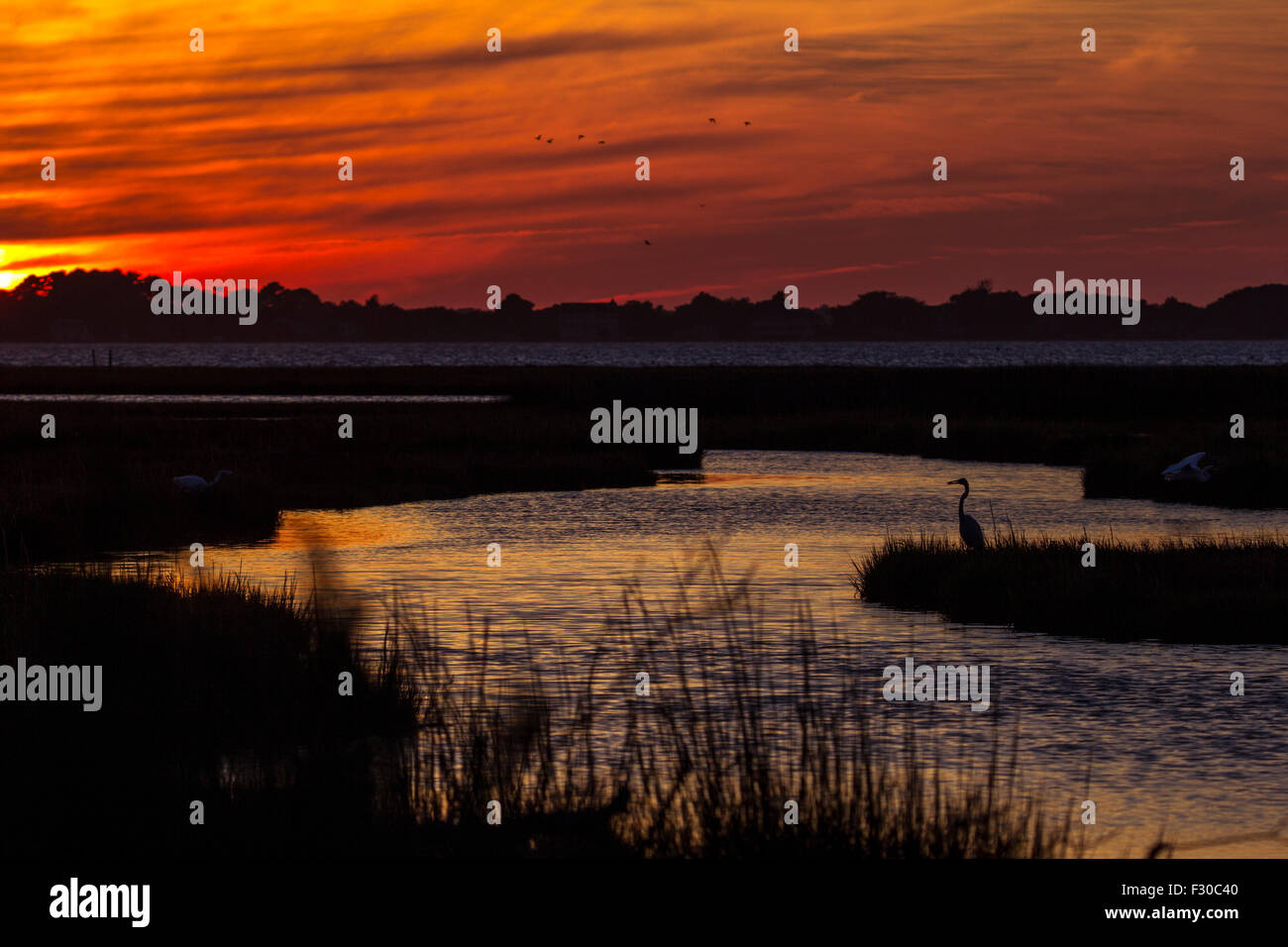 Assateague hi-res stock photography and images - Alamy