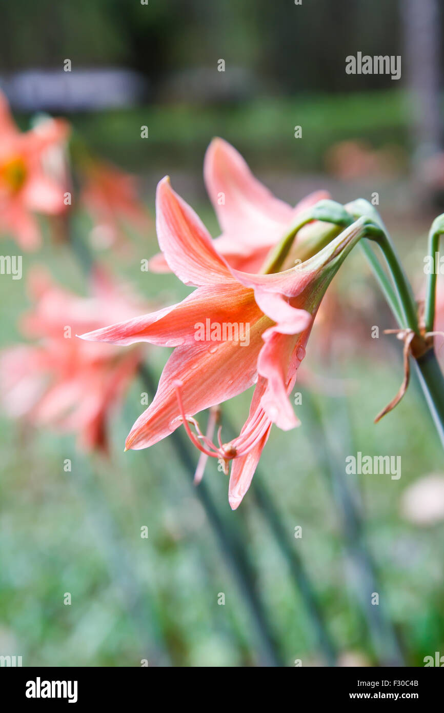 Hippeastrum flower hi-res stock photography and images - Alamy