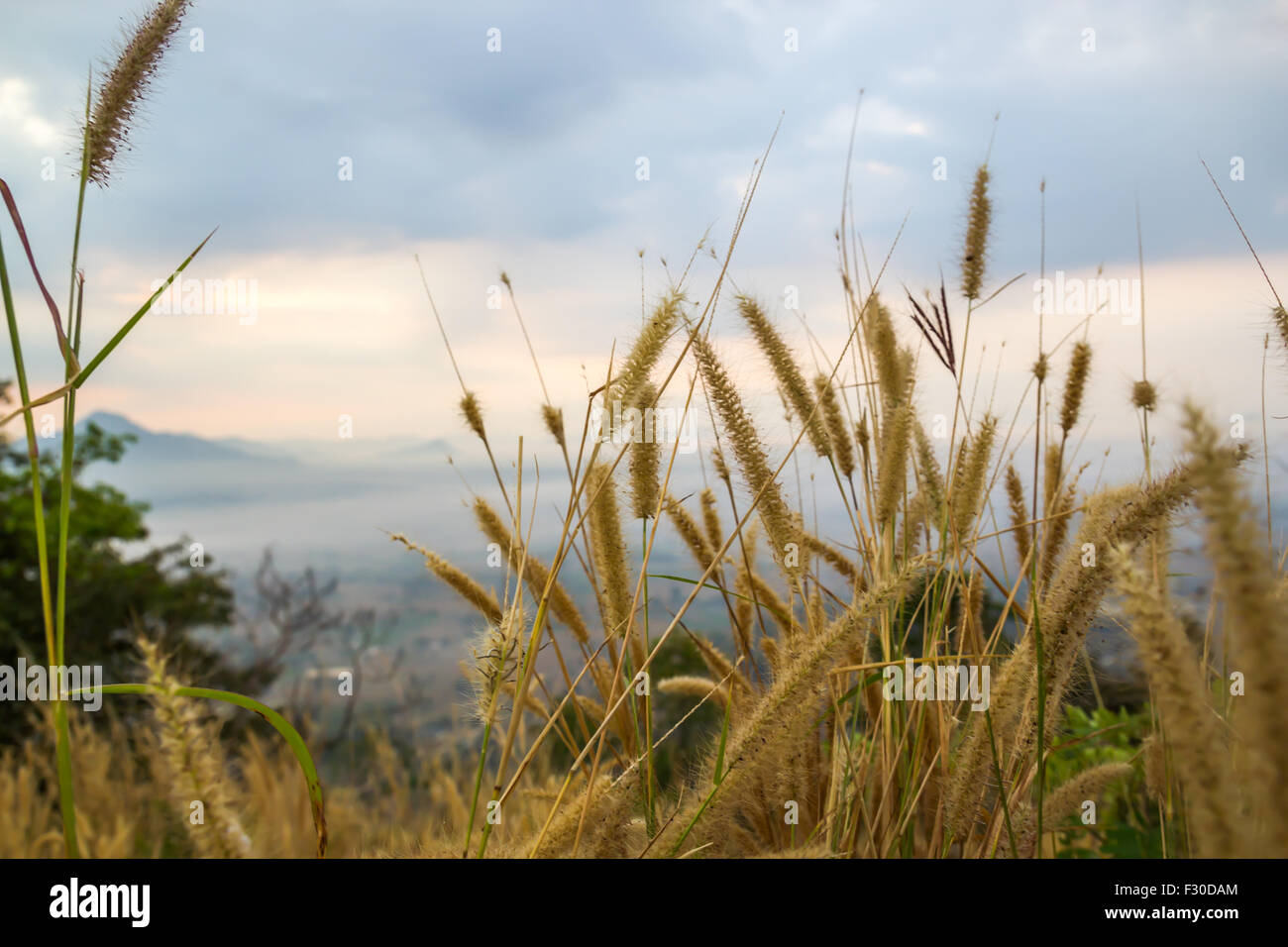 Gramineae grass hi-res stock photography and images - Alamy