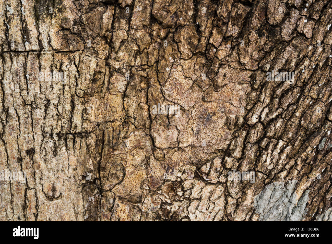 Bark of tree in nature texture Stock Photo - Alamy