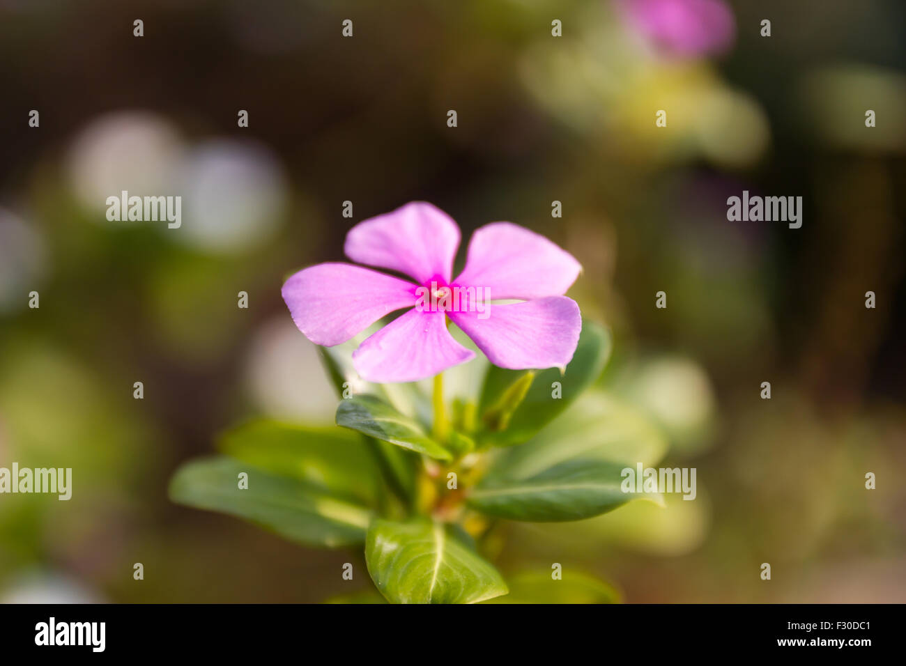 Pink Madagascar periwinkle alone in garden Stock Photo - Alamy