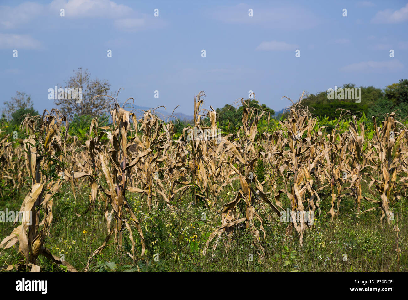 dead corn field with blue sky Stock Photo - Alamy
