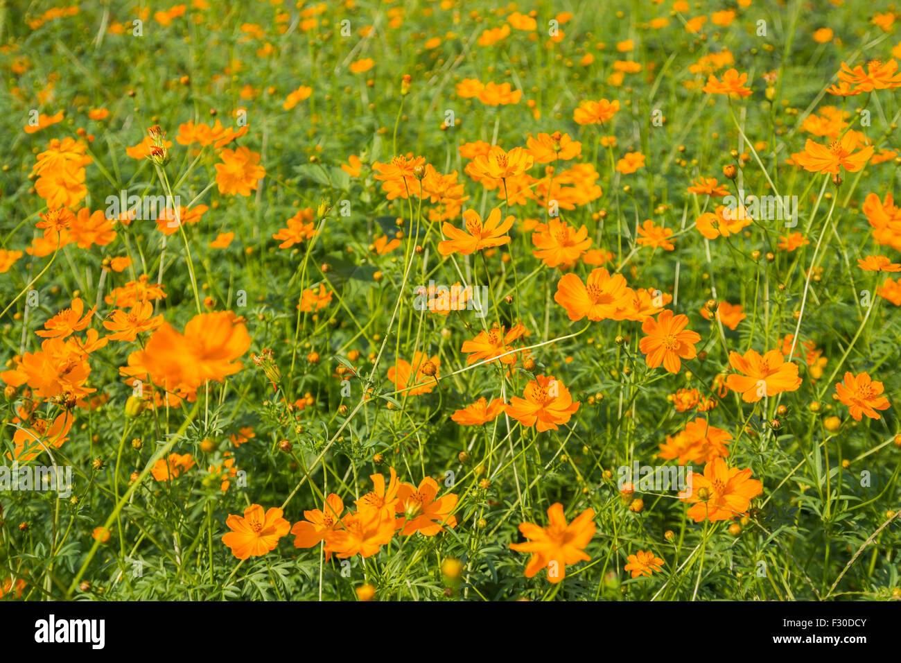 Beautiful orange flowers in the garden Stock Photo - Alamy