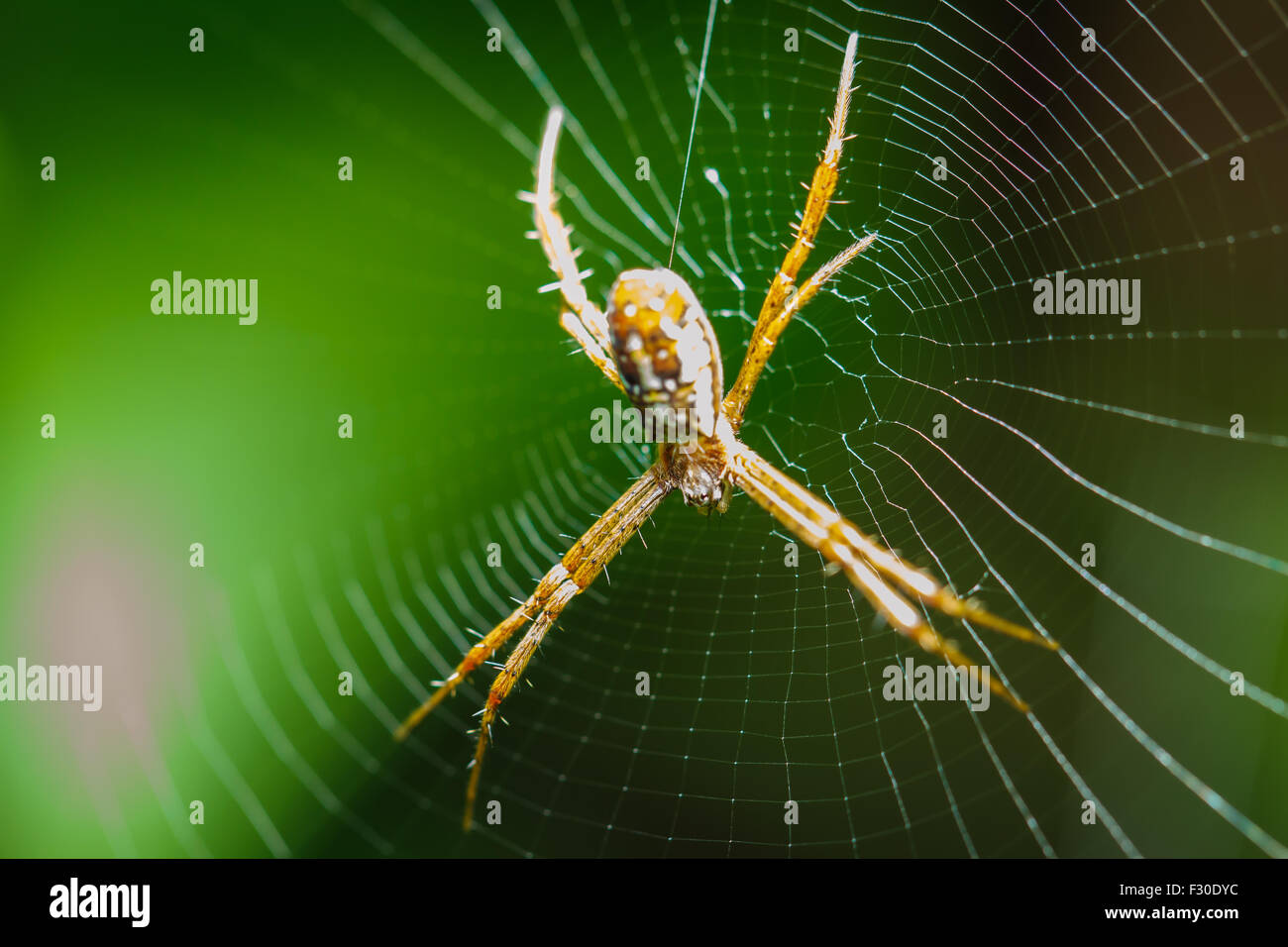 Spider on the web Stock Photo - Alamy