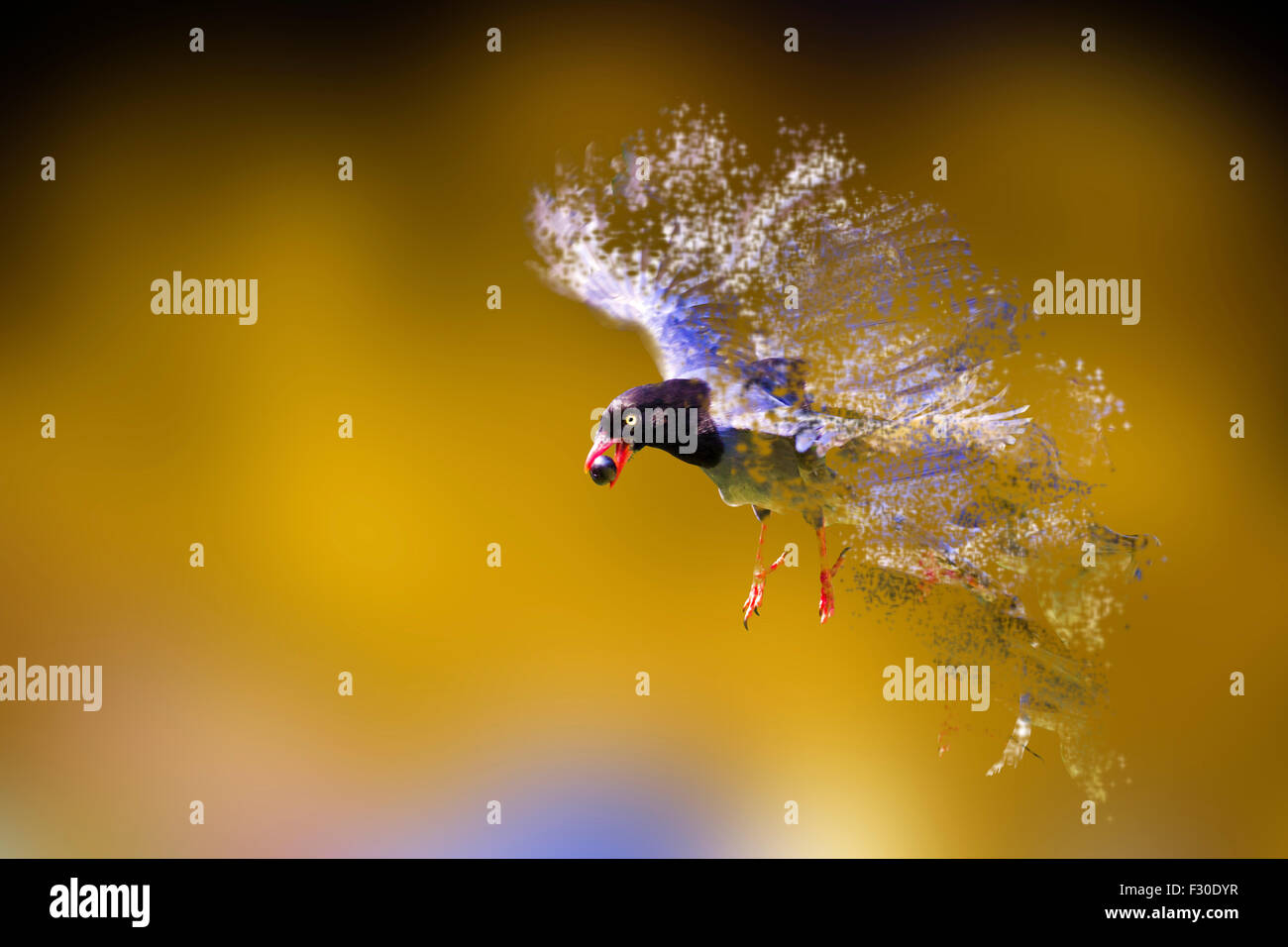 Magpie river hi-res stock photography and images - Alamy