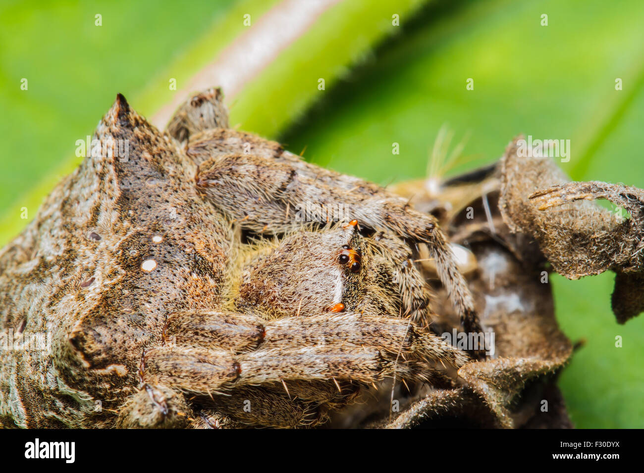 spider close up Stock Photo - Alamy