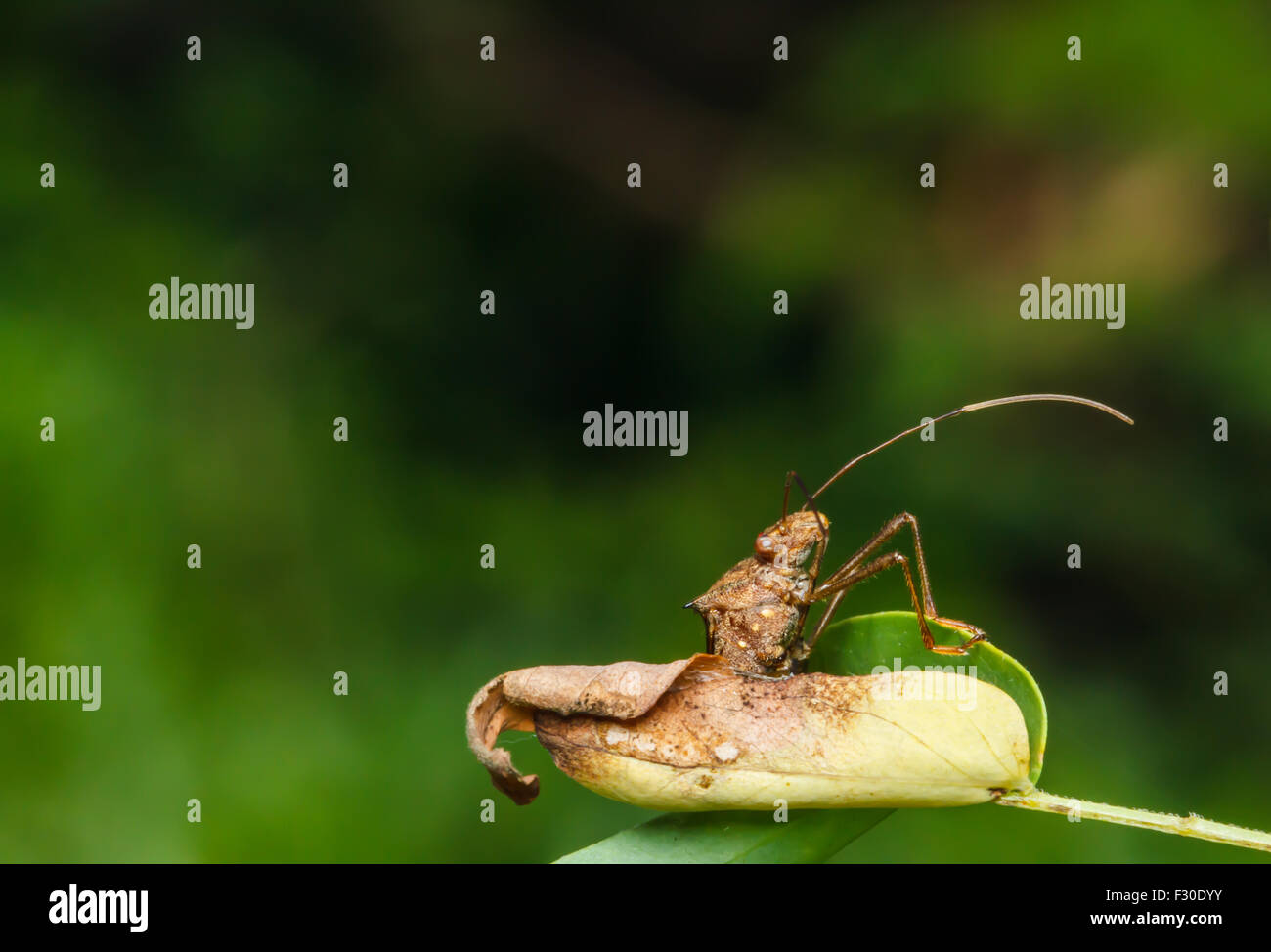 Insect on the green grass Stock Photo - Alamy