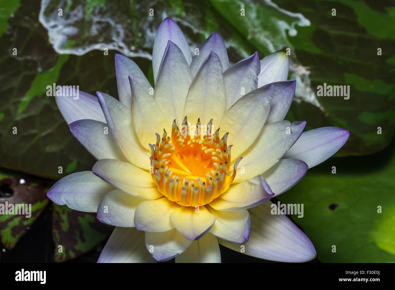 Yellow lotus hi-res stock photography and images - Alamy