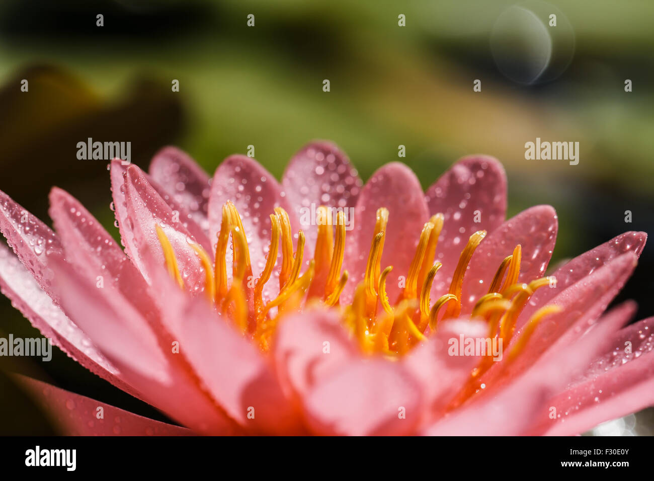 pink water lily Stock Photo - Alamy