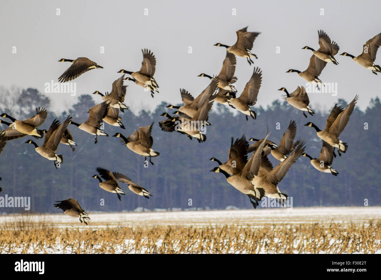 Canada Geese take flight, over snowy stubble on a bitter day on ...