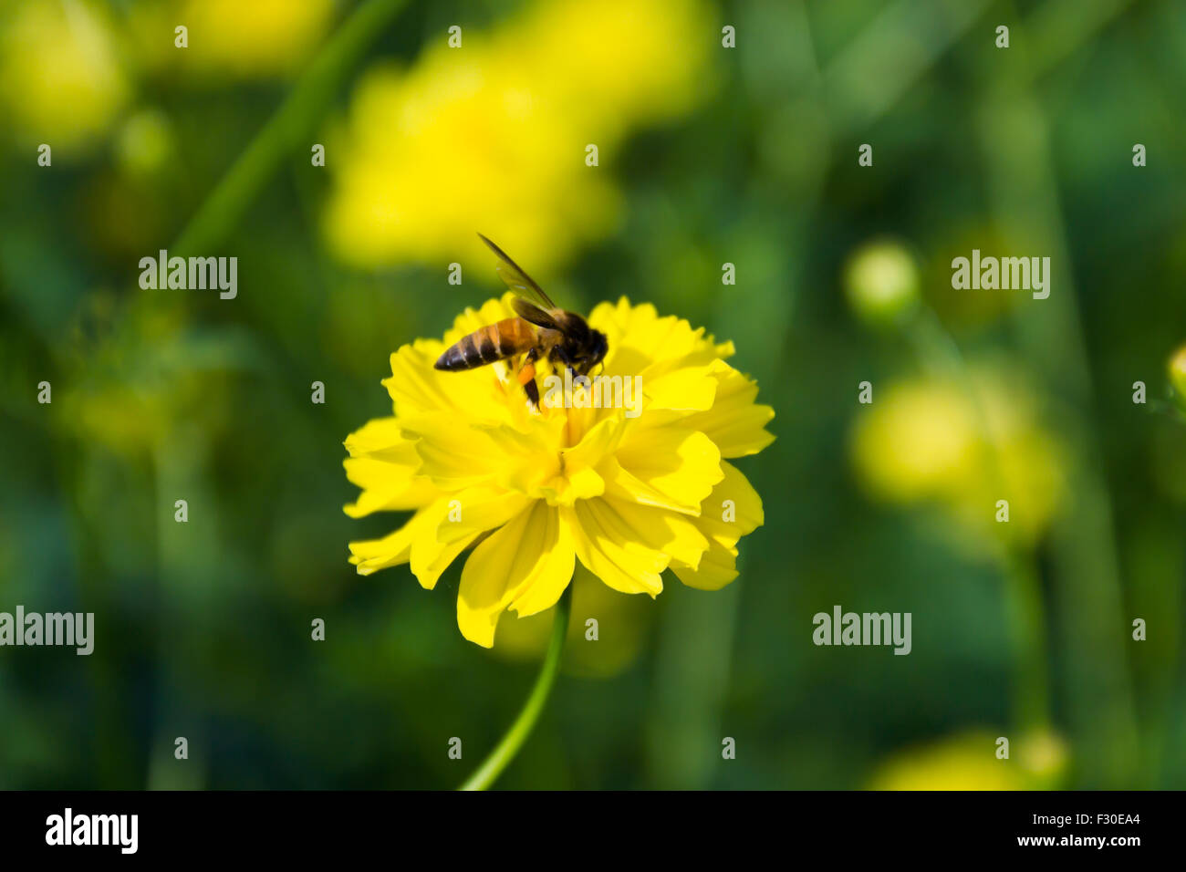 Most beautiful yellow flowers hi-res stock photography and images - Alamy