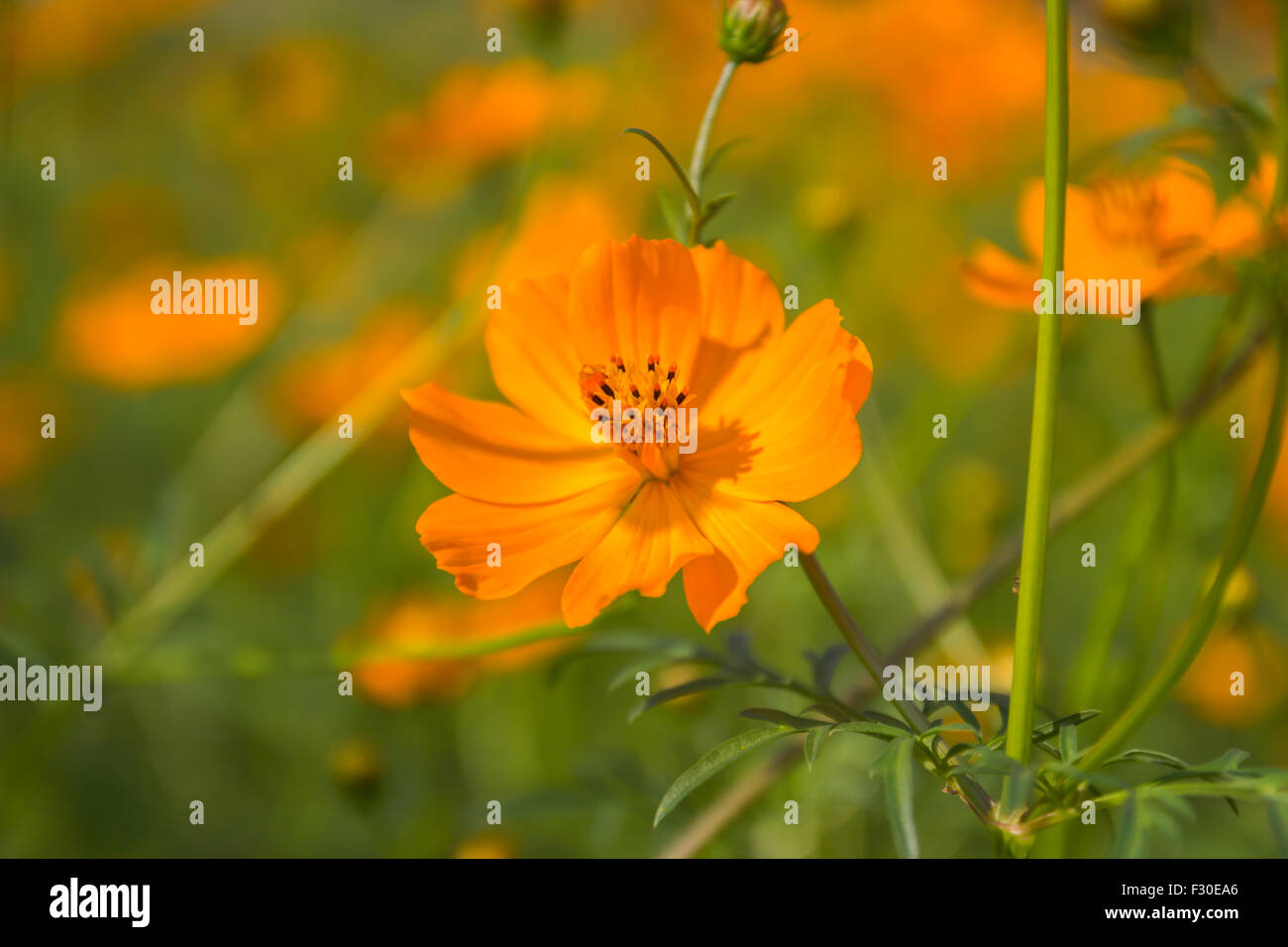 Beautiful orange flowers in the garden Stock Photo - Alamy