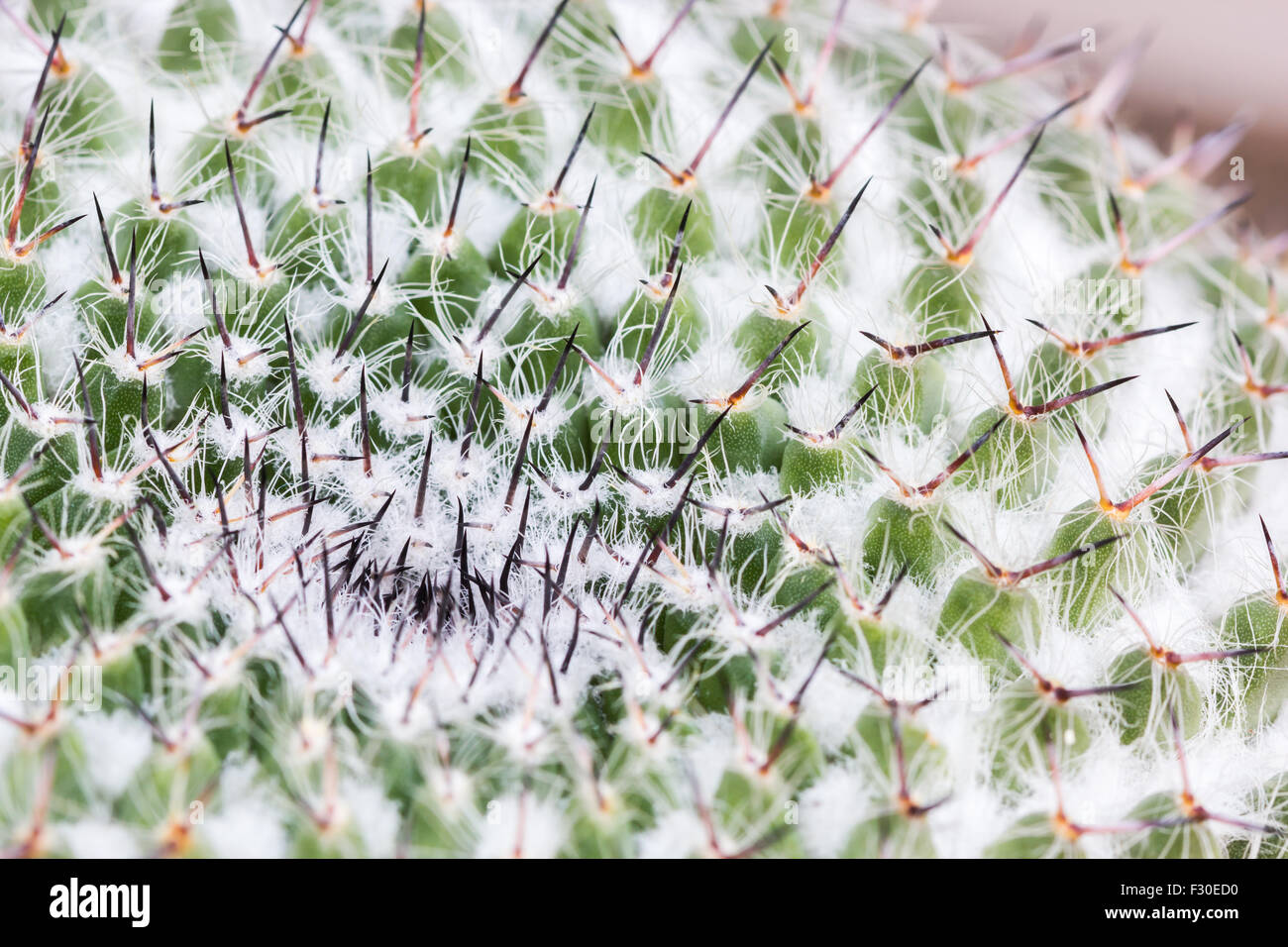 Macro of cactus in the garden Stock Photo - Alamy