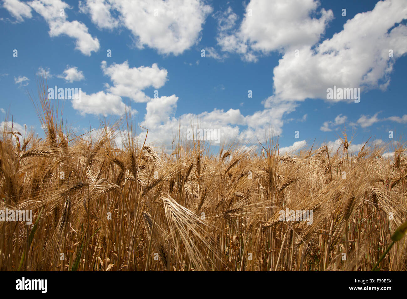 wheat field close up against blue sky Stock Photo - Alamy