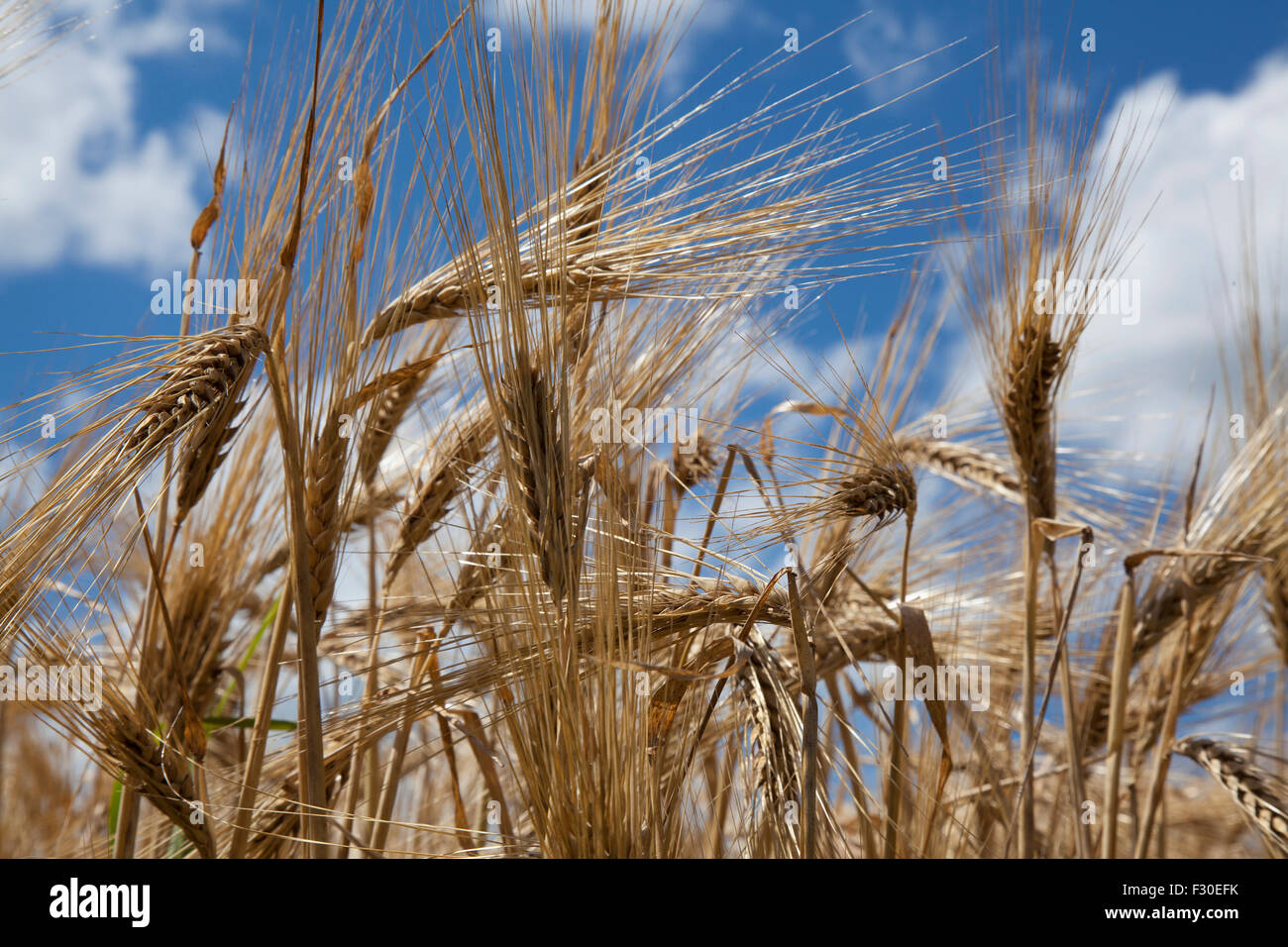 Wheat Stalk