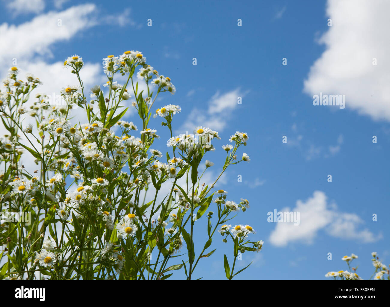 wild flowers against blue sky with clouds Stock Photo - Alamy