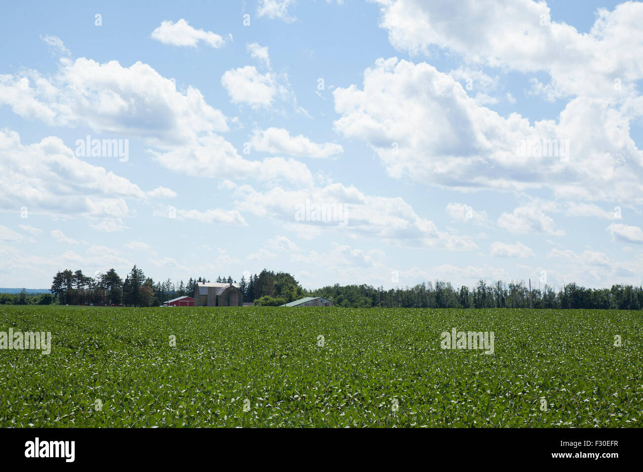 Soya bean farm hi-res stock photography and images - Alamy