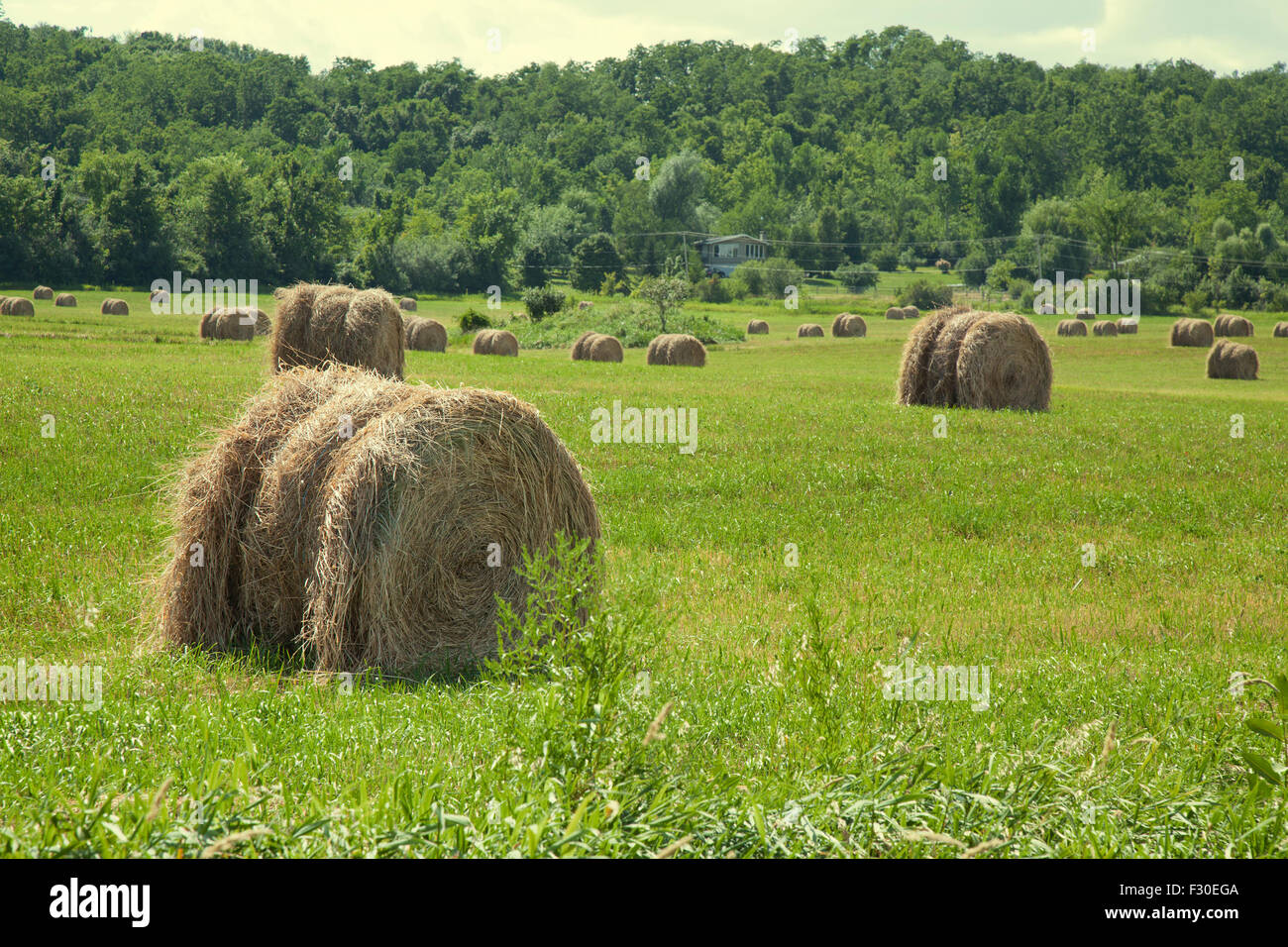 hay bales on countryside field Stock Photo - Alamy