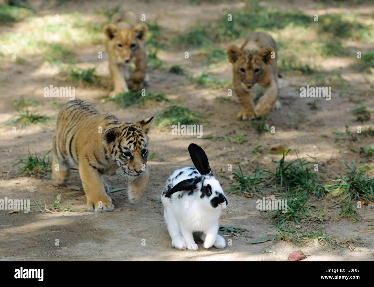 Manchurian tiger hi-res stock photography and images - Alamy