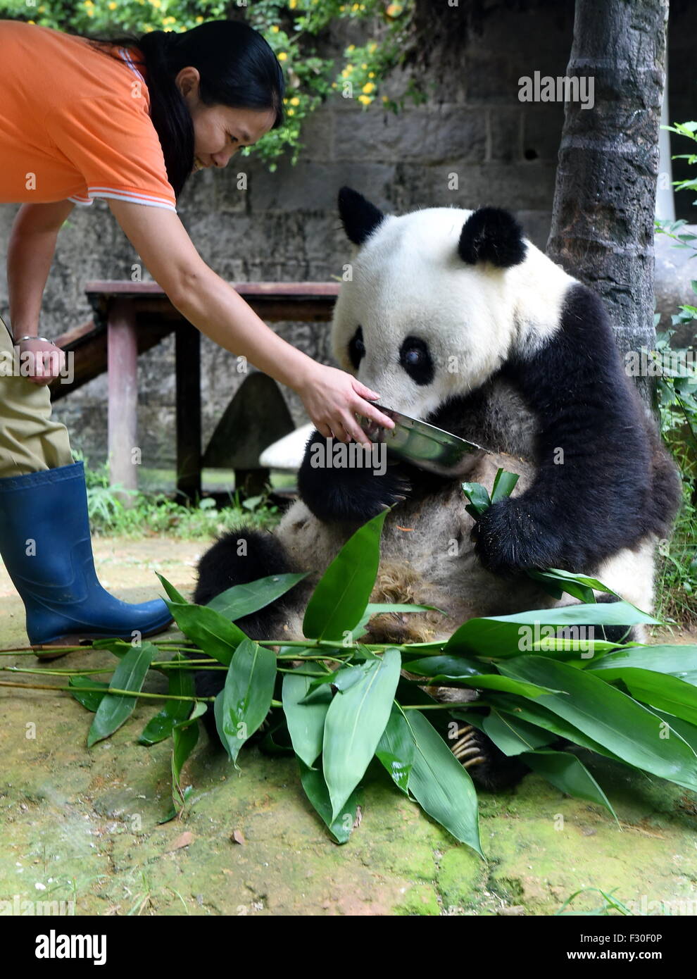 Beijing, China's Fujian Province. 25th Sep, 2015. Breeder feeds Giant ...