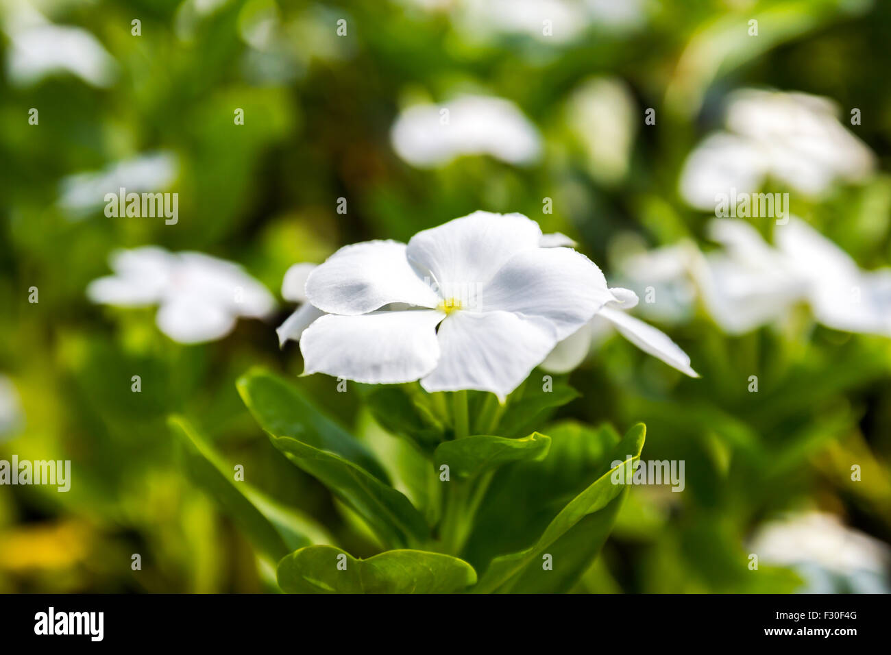 Madagascar periwinkle, Vinca,Old maid, Cayenne jasmine, Rose periwinkle ...