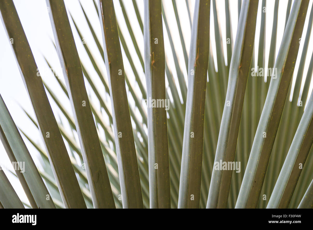 Plam leaf hi-res stock photography and images - Alamy