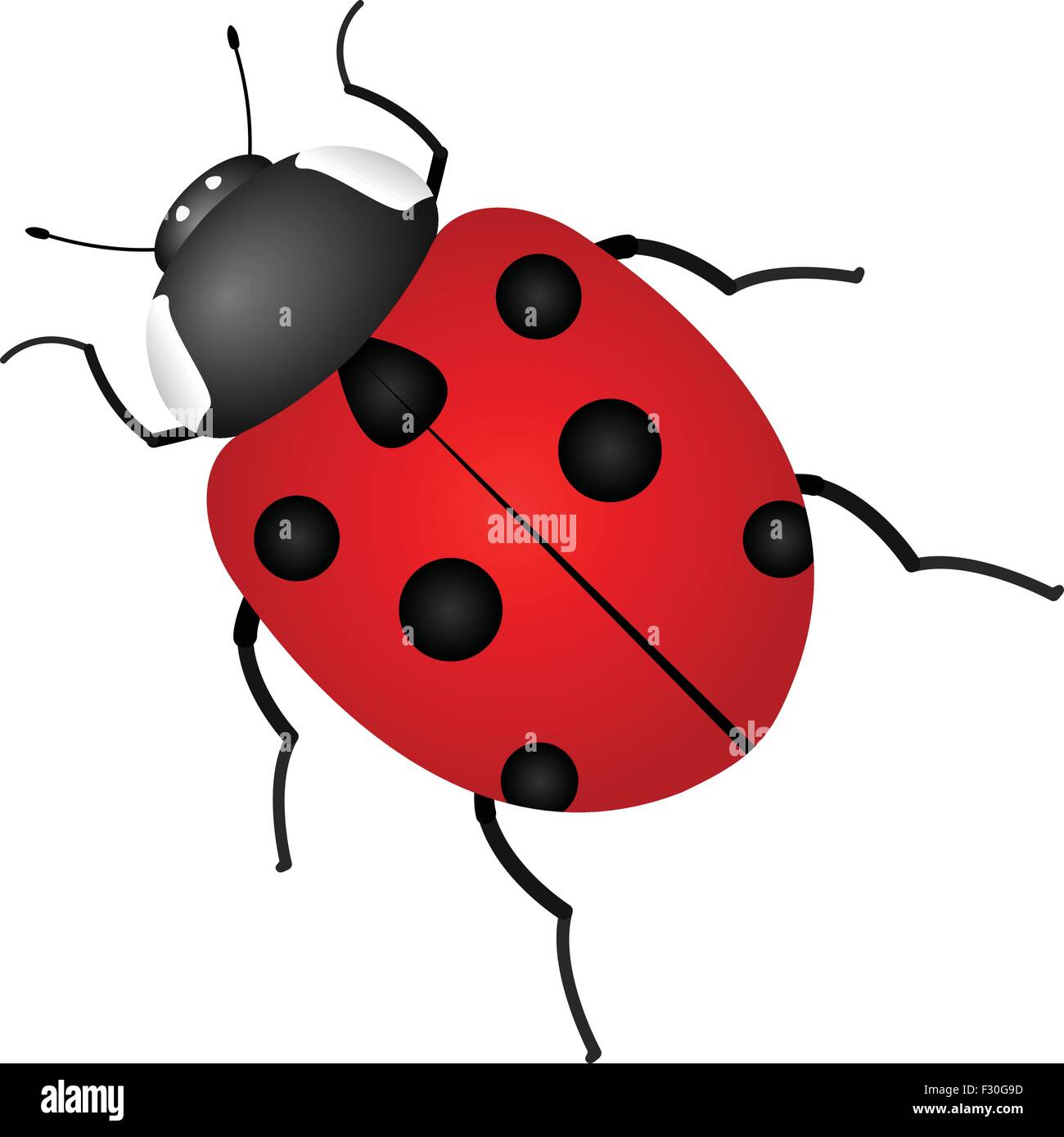 Ladybird isolated on a white background. Vector illustration Stock ...