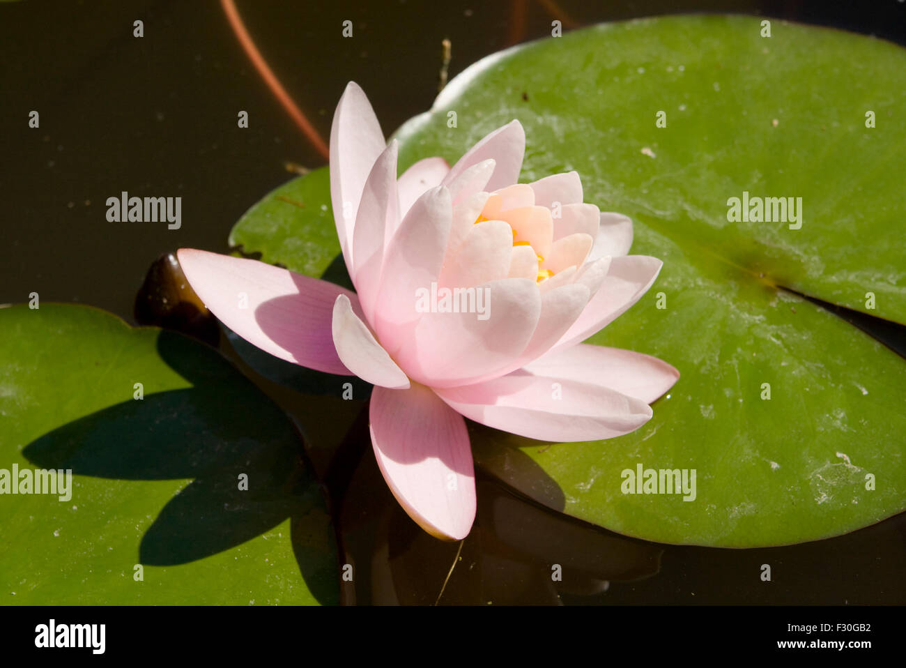 One big pink water lily on water Stock Photo - Alamy