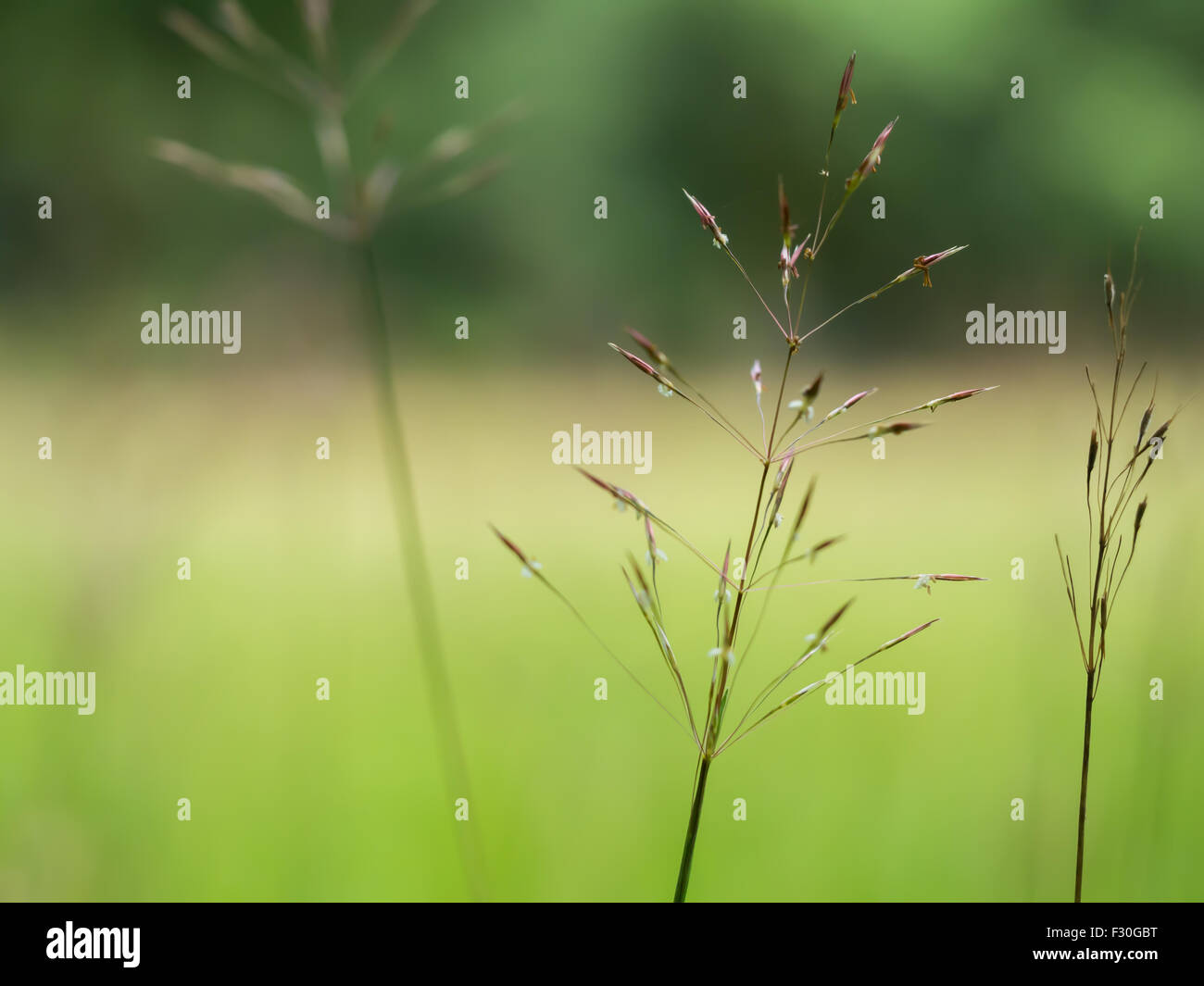 Grass seed stalks field on blurred background Stock Photo - Alamy