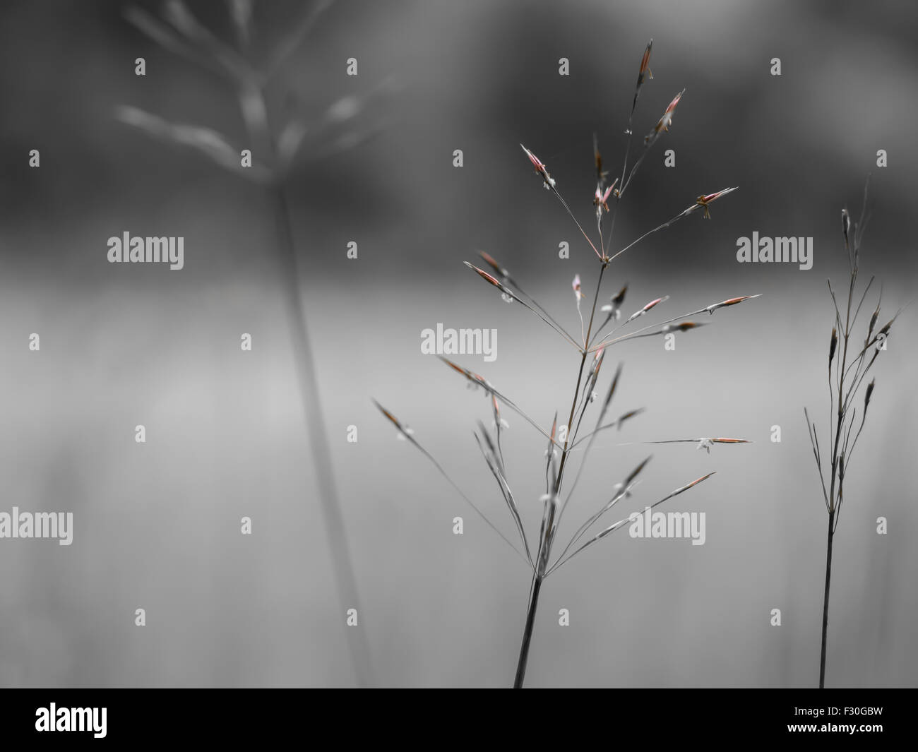 Grass seed stalks field on blurred background Stock Photo - Alamy