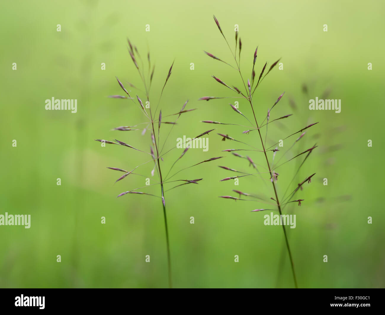 Grass seed stalks field on blurred background Stock Photo - Alamy