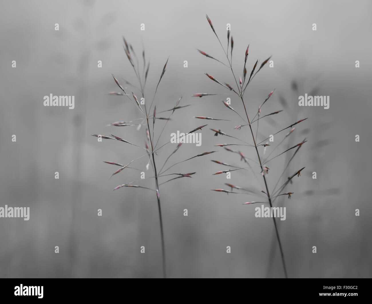 Grass seed stalks field on blurred background Stock Photo - Alamy