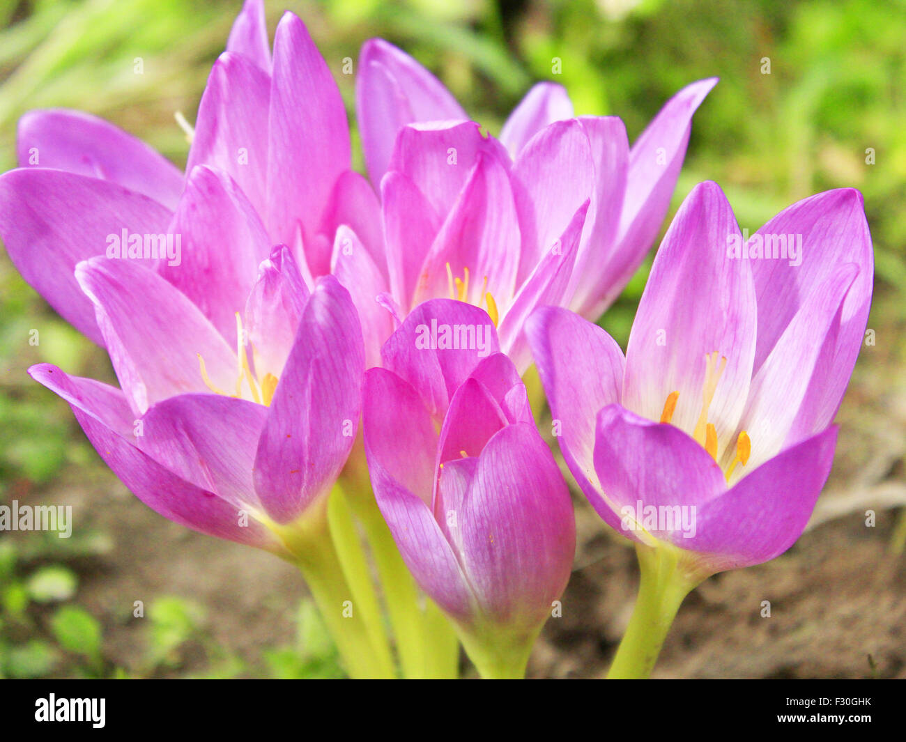 beautiful pink flowers of Colchicum autumnale blossoming in the Autumn ...