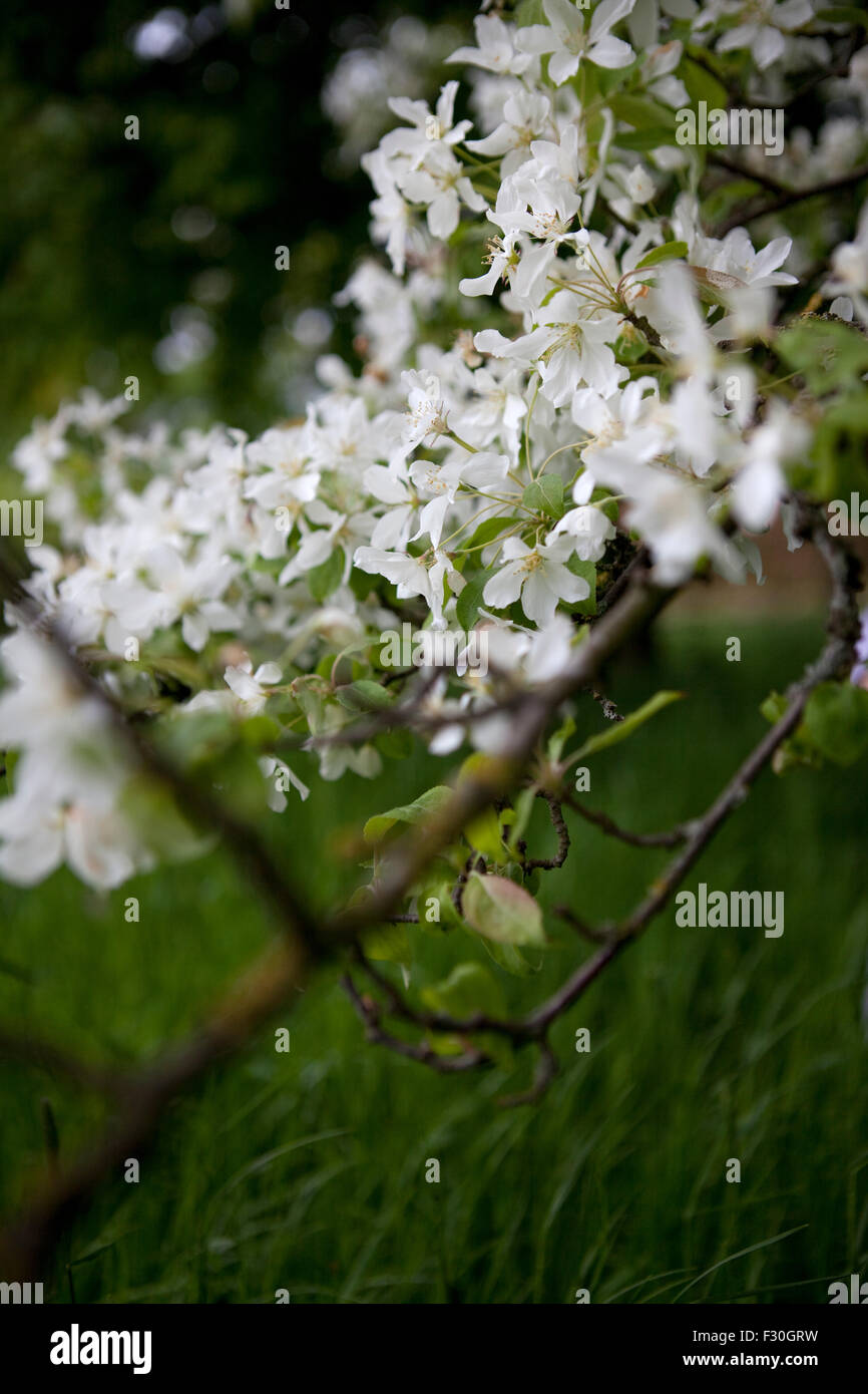 Pear pollination hi-res stock photography and images - Alamy