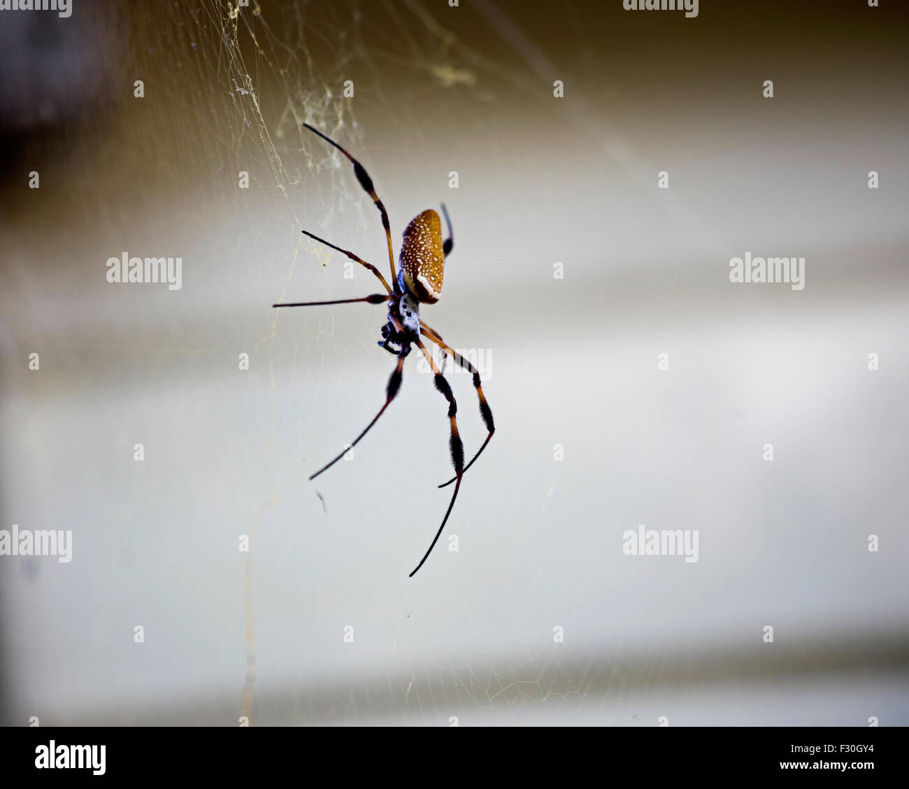 Golden Orb Spider Columbia South Carolina Stock Photo - Alamy