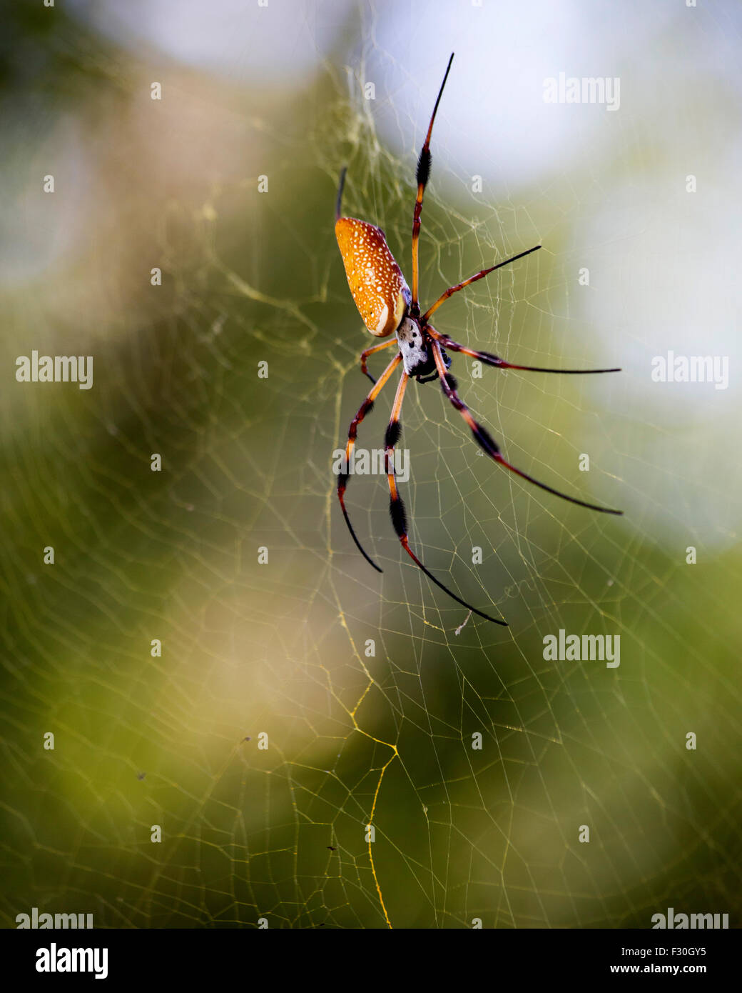 Golden Orb Spider Columbia South Carolina Stock Photo - Alamy