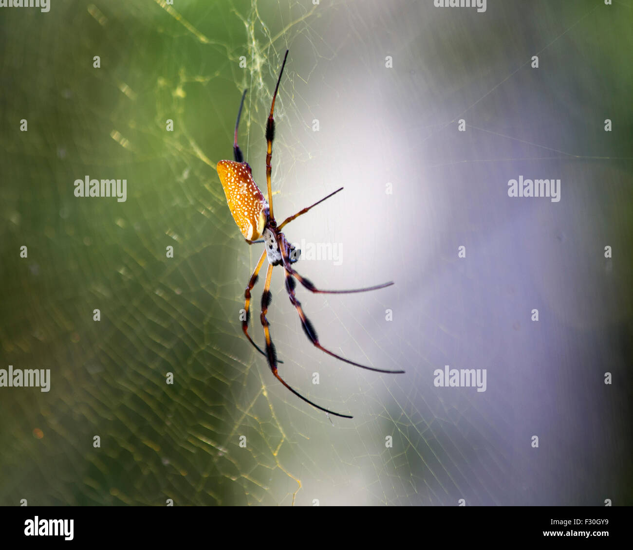 Golden Orb Spider Columbia South Carolina Stock Photo - Alamy