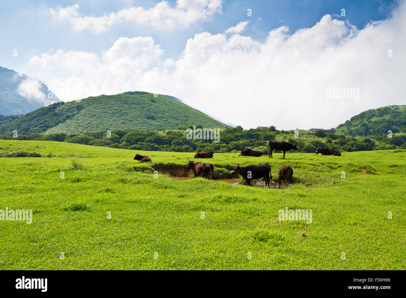 Cows on the mountain pasture hi-res stock photography and images - Alamy