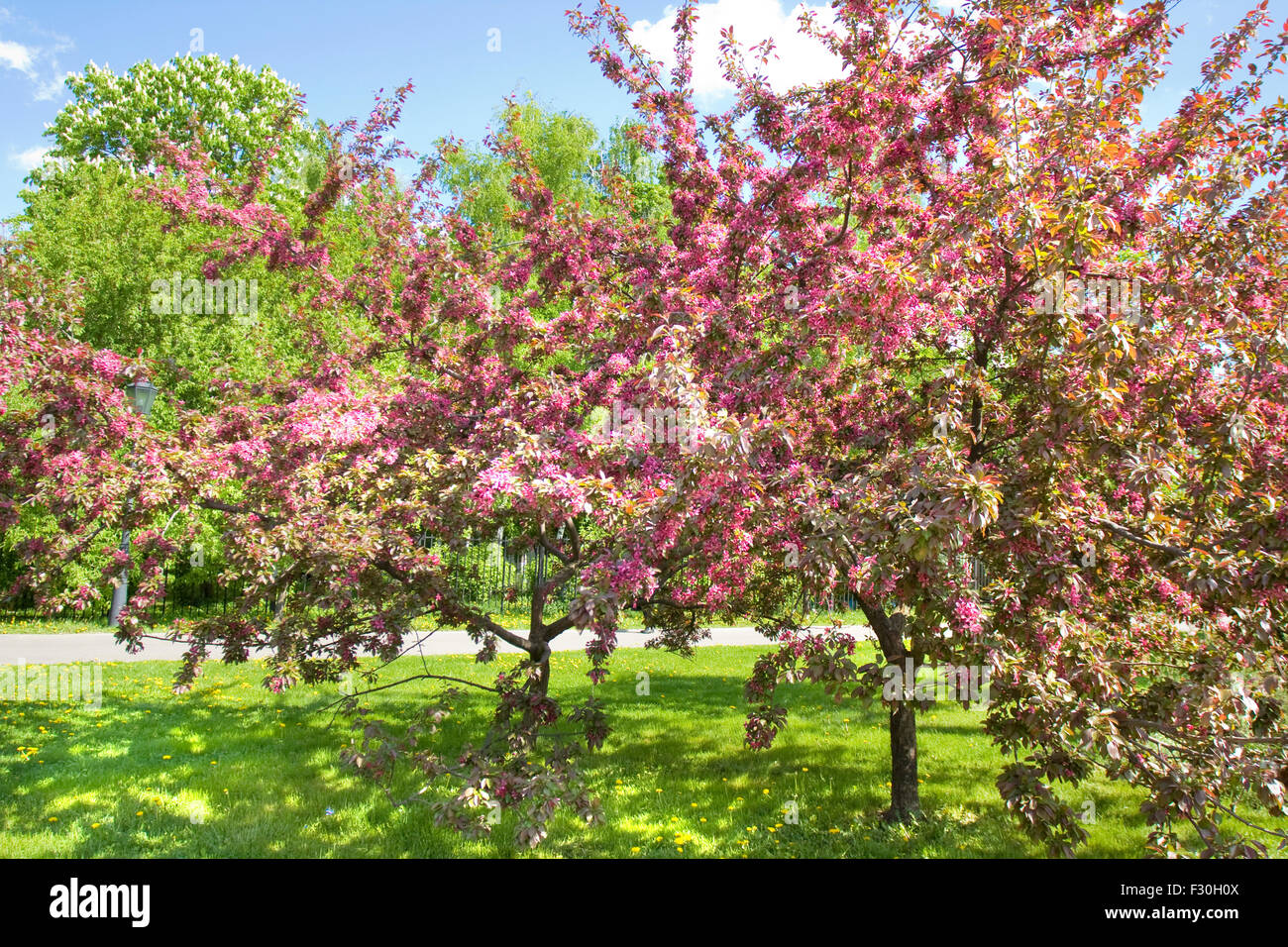 Spring cherry tree landscape hi-res stock photography and images - Alamy
