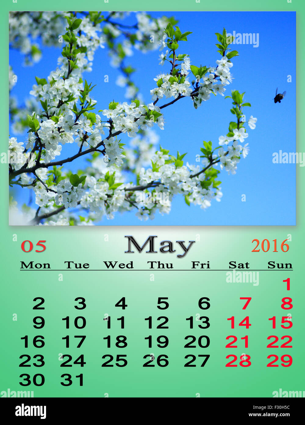 calendar for May 2016 with white blooming cherry tree Stock Photo - Alamy