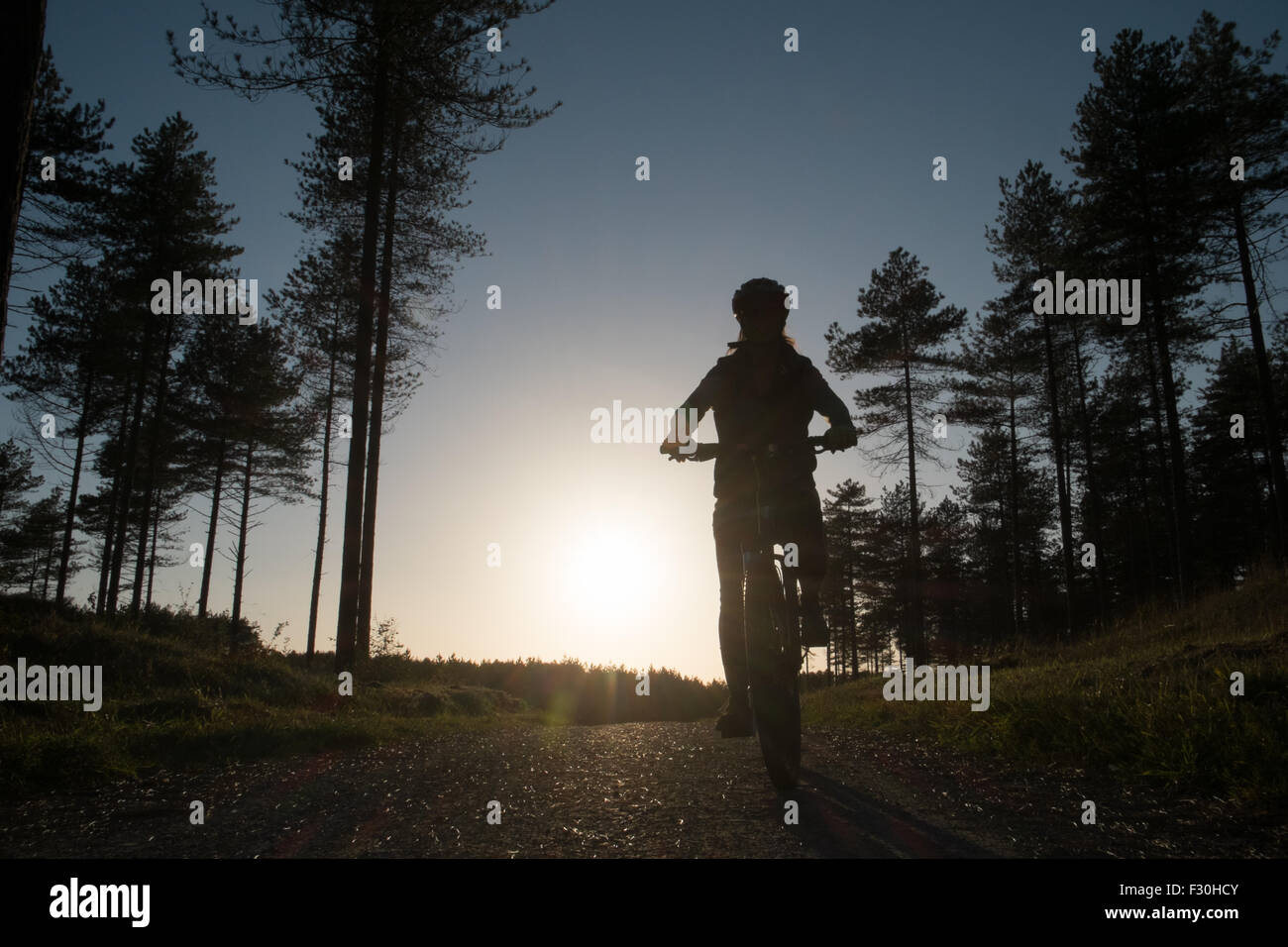 Pembrey woods hi-res stock photography and images - Alamy