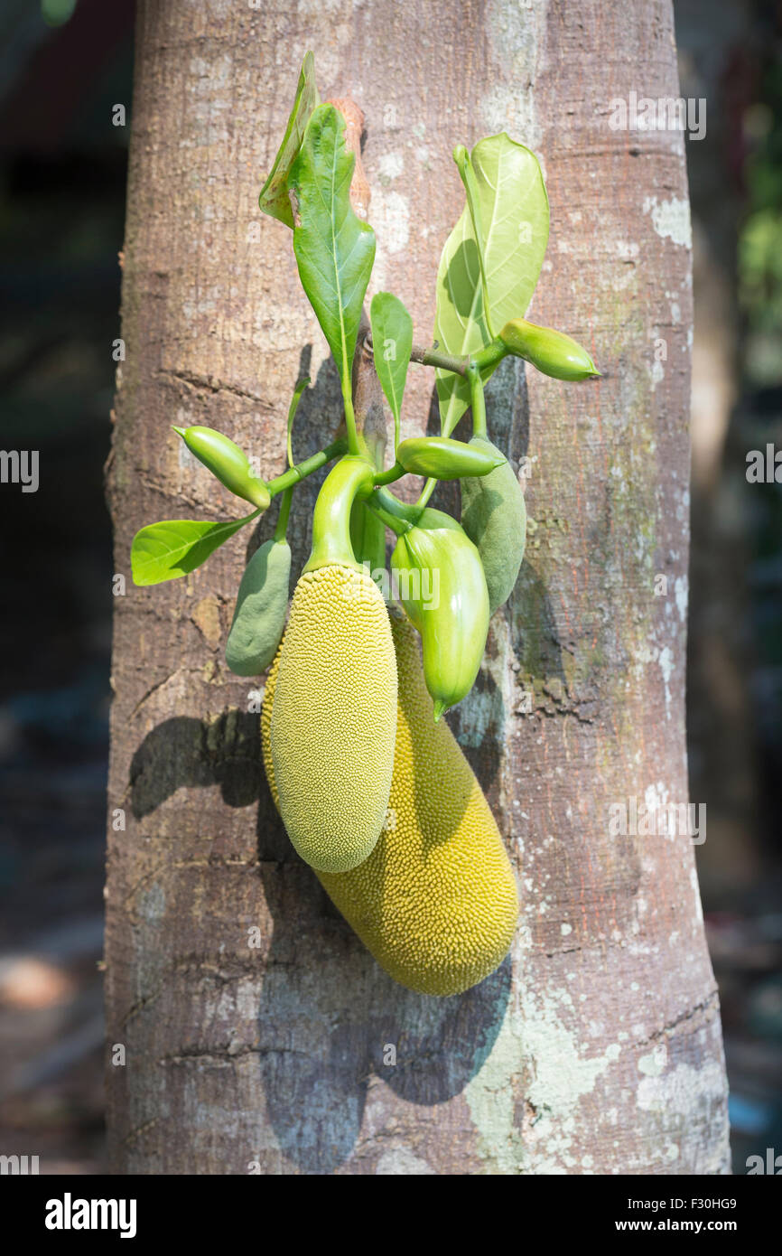 Jackfruit thailand hi-res stock photography and images - Alamy