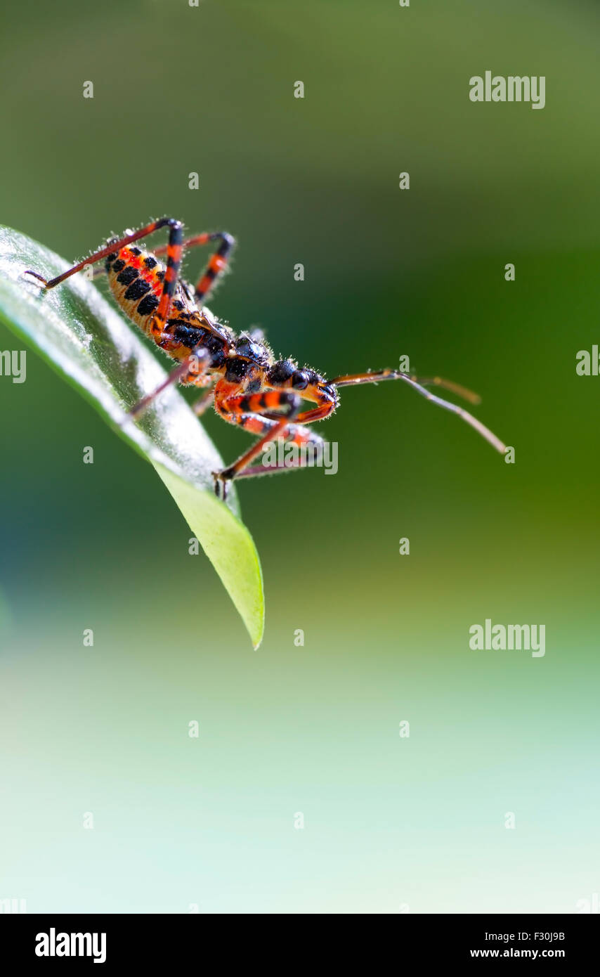 Carnivorous beetle hi-res stock photography and images - Alamy