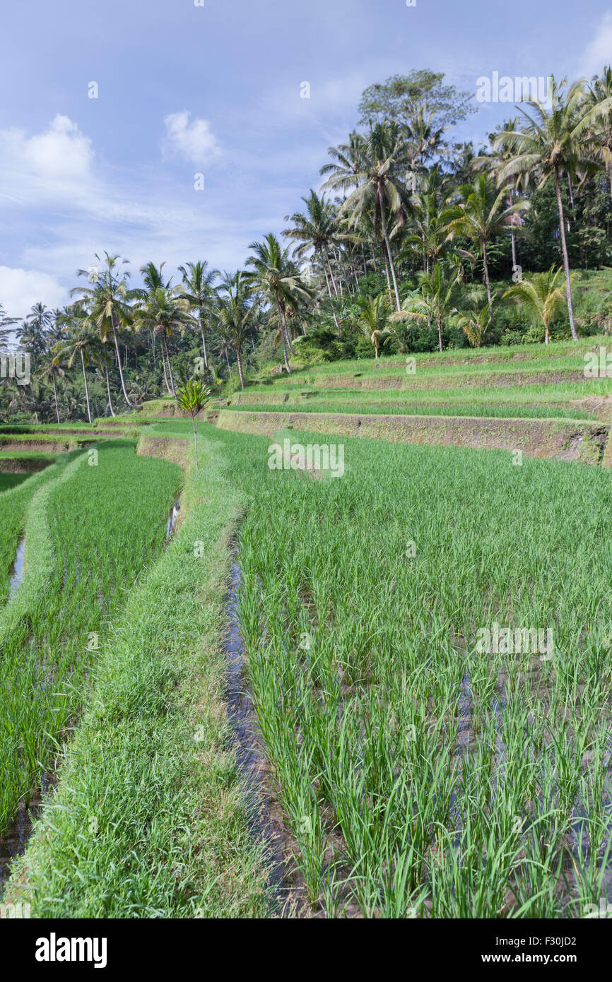 Rice terraces at the entrance to Gunung Kawi temple complex ...