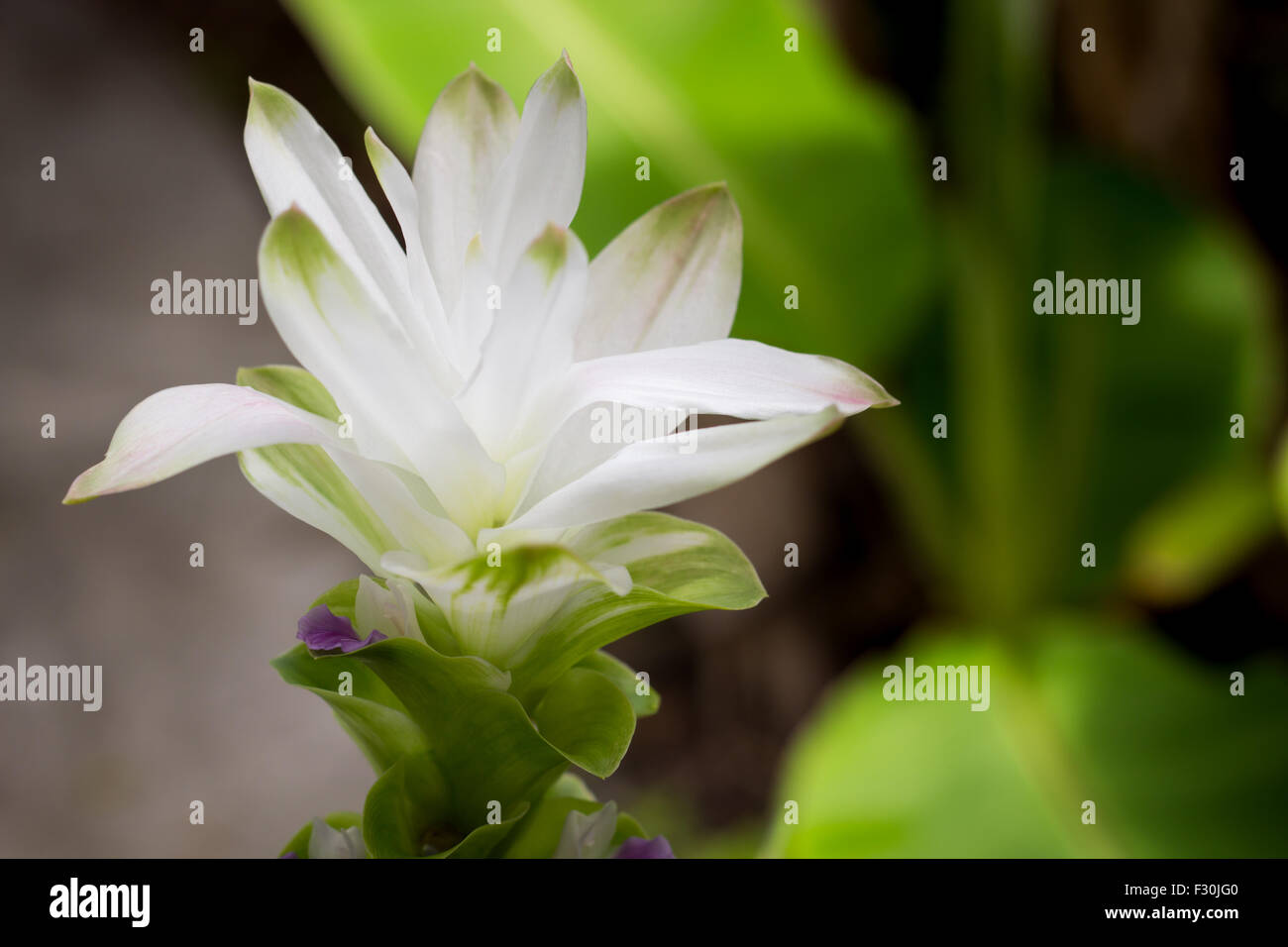 White 'Curcuma Alismatifolia' flower or 'Siam Tulip' in the garden ...