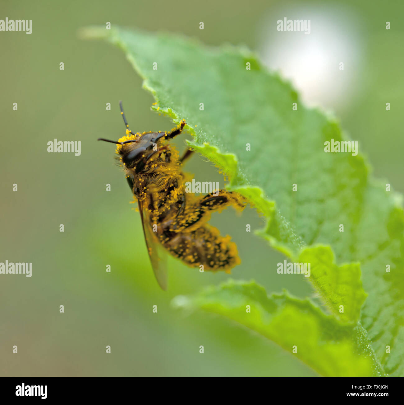 Honey bee day hi-res stock photography and images - Alamy